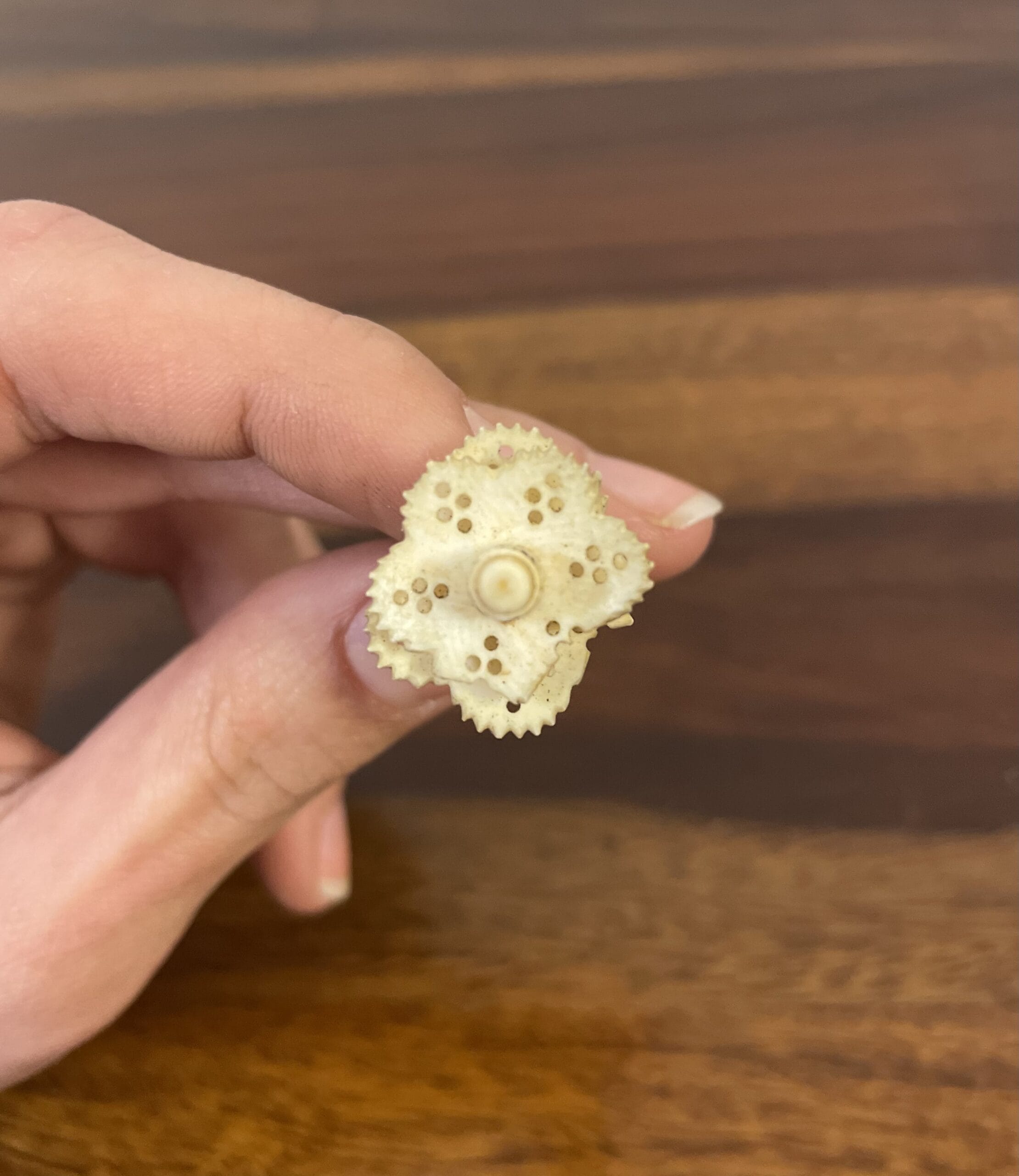 The ivory surmedaani and bindi stick - Museum of Material Memory